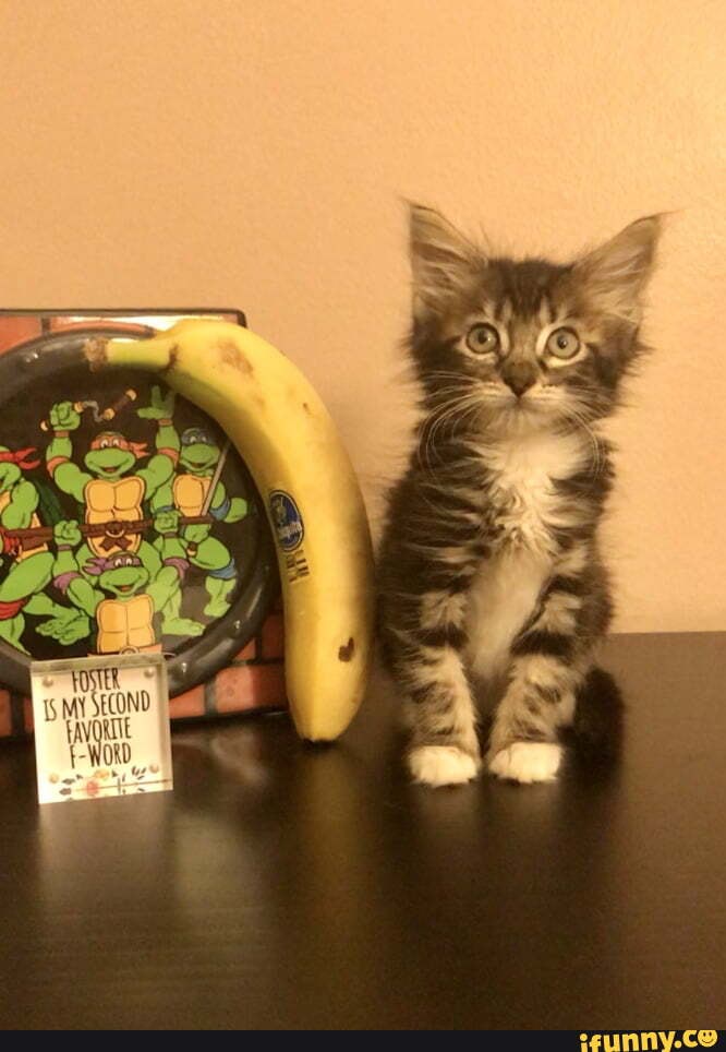 Foster_kitten memes. Best Collection of funny Foster_kitten pictures on ...