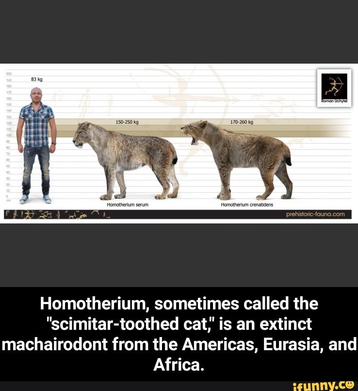 Homotherium Crenatidens