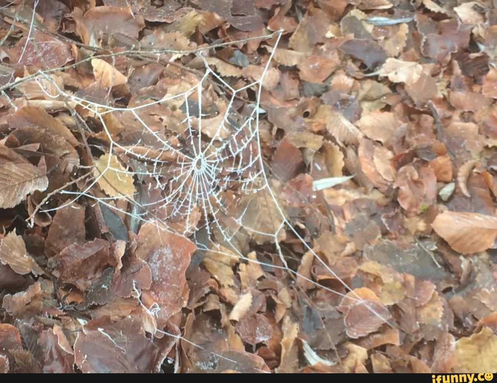 Cobweb memes. Best Collection of funny Cobweb pictures on iFunny