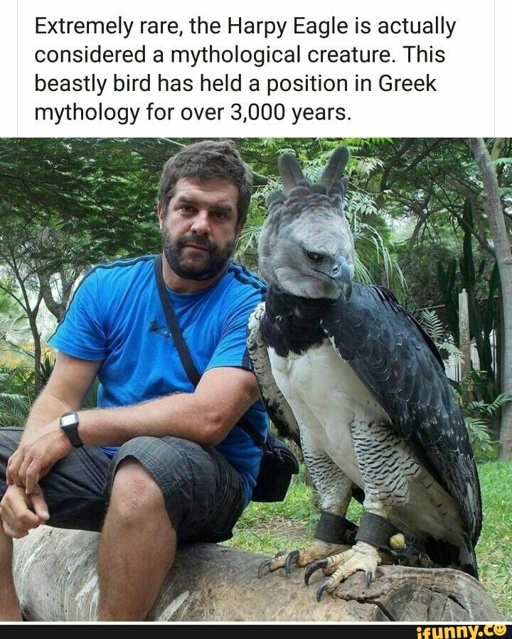 Extremely rare, the Harpy Eagle is actually considered a mythological ...