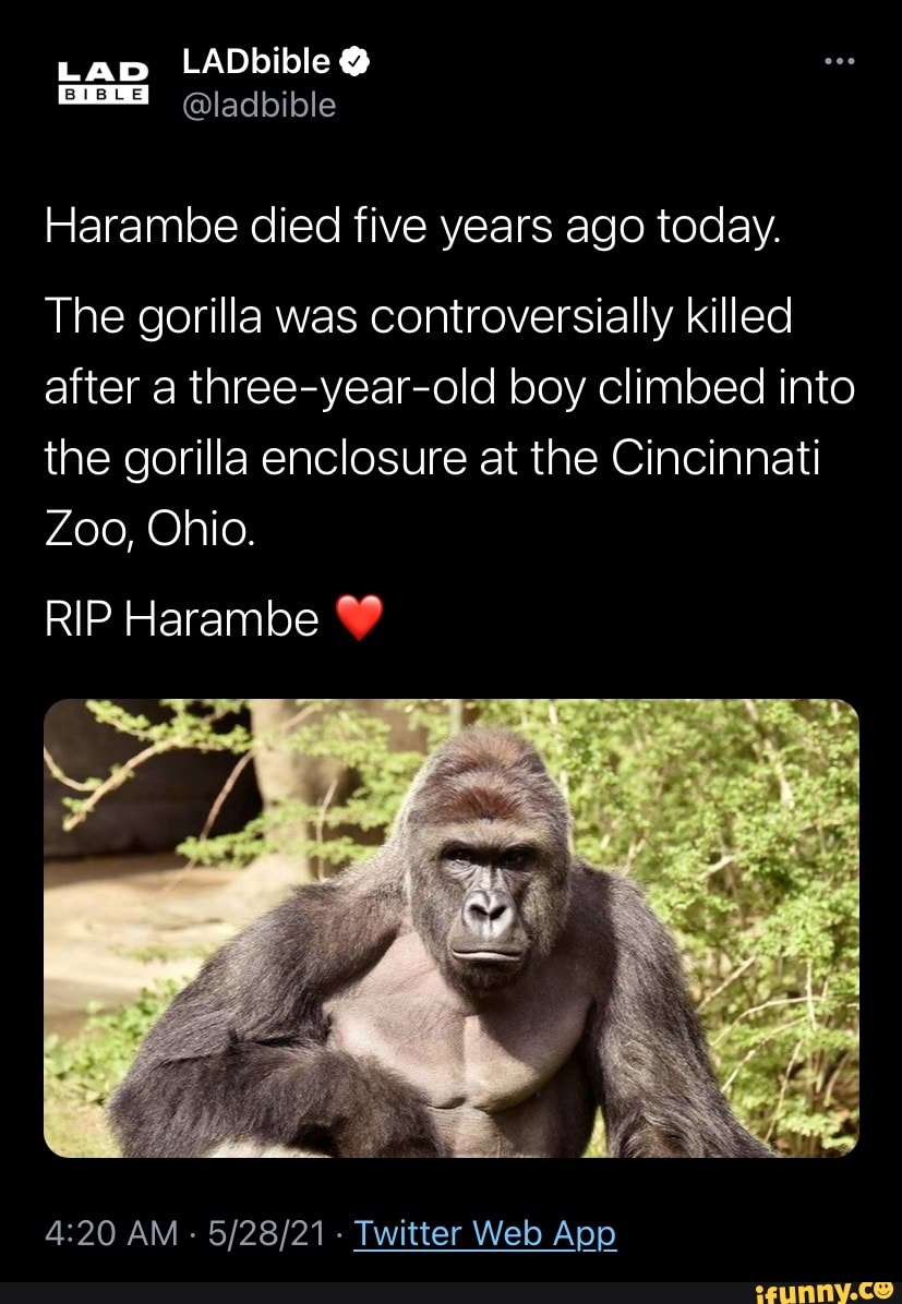 Lap LADbible@ @ladbible Harambe died five years ago today. The gorilla ...