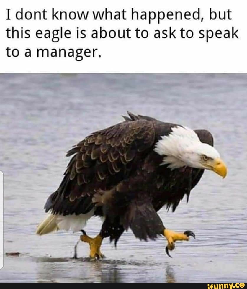 I dont know what happened, but this eagle is about to ask to speak to a ...