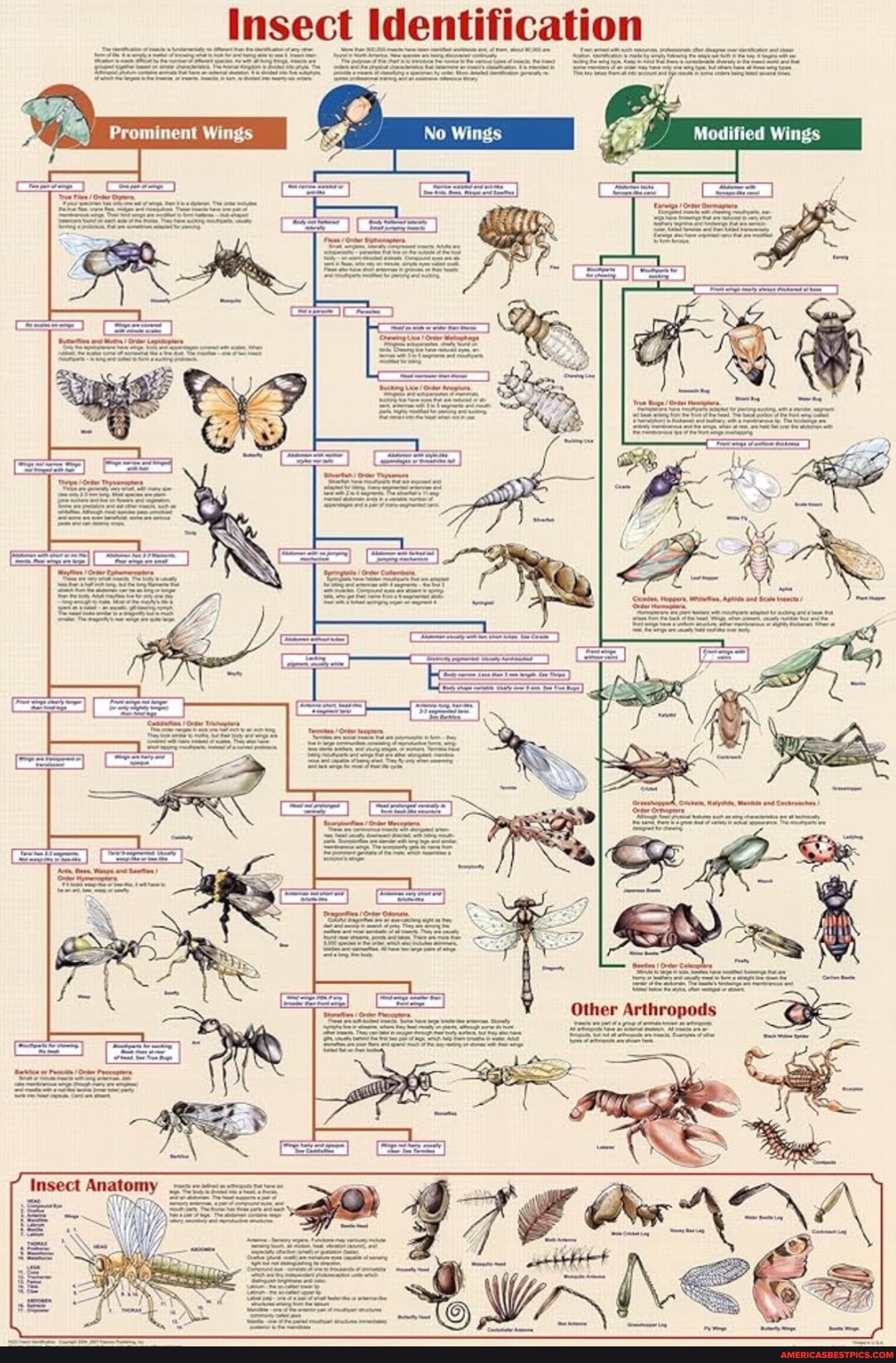 Insect Identification Modified Wings Arthropods - America’s best pics ...