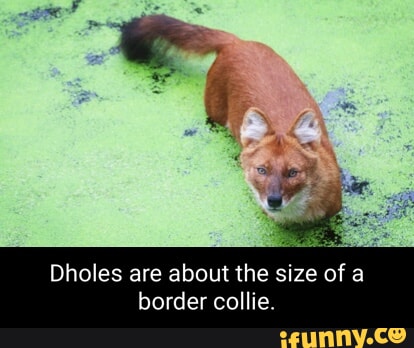 Dholes are about the size of a border collie. - iFunny