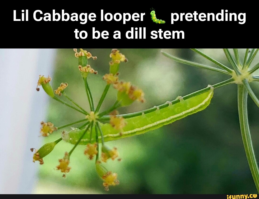 Inchworm memes. Best Collection of funny Inchworm pictures on iFunny