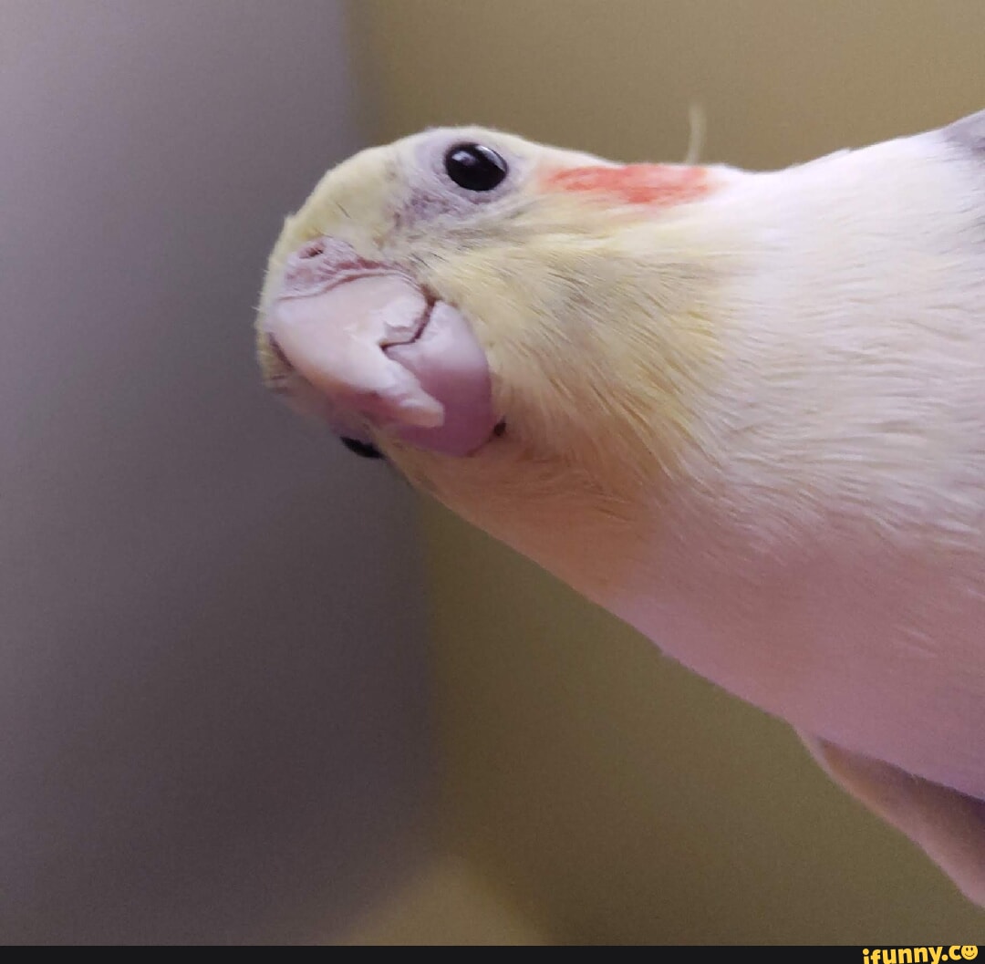 Borb memes. Best Collection of funny Borb pictures on iFunny