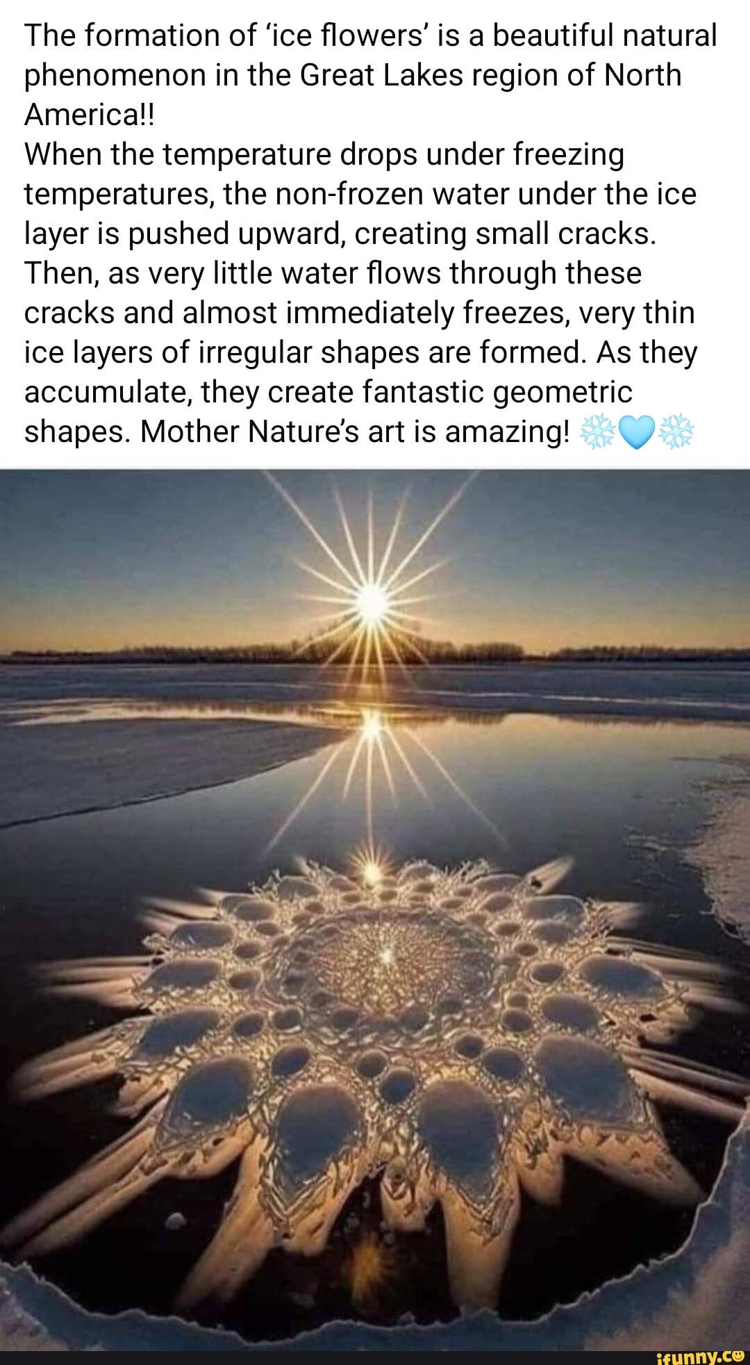 The formation of 'ice flowers' is a beautiful natural phenomenon in the ...