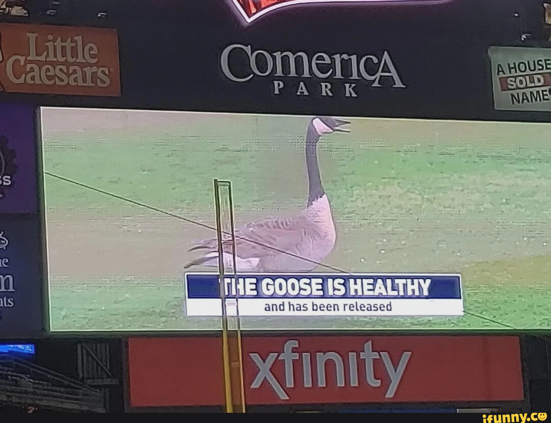 Goose Rule - Goose Rule Little Caesars: - iFunny
