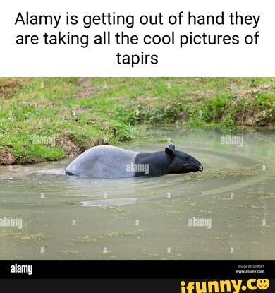 Tapirs memes. Best Collection of funny Tapirs pictures on iFunny