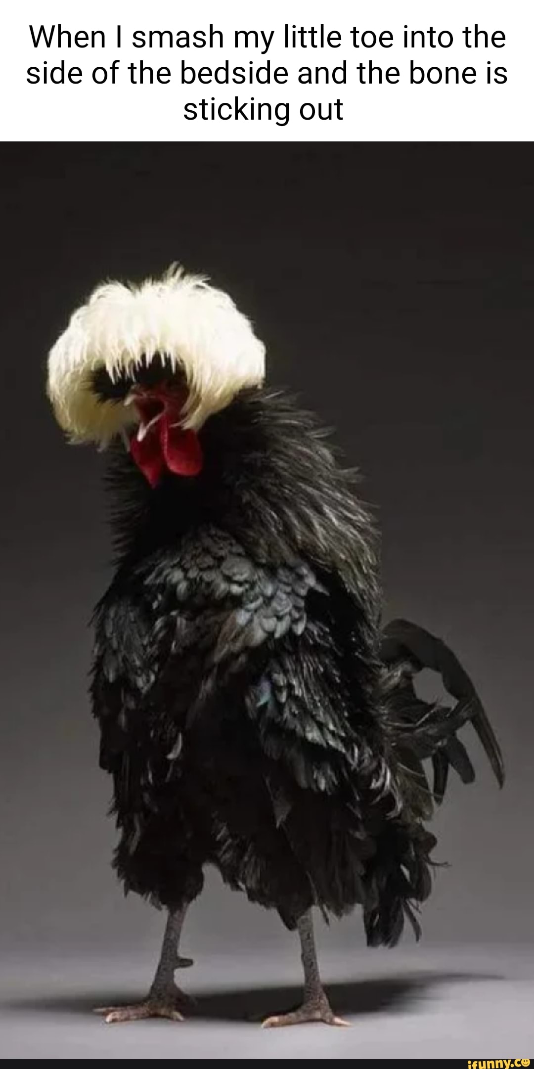 Picture memes wJOPEPx0A by CrazyChickenn - )