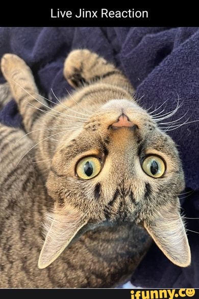 Live Jinx Reaction - iFunny