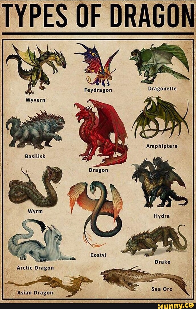 TYPES OF DRAGON Feydragon Dragonette Amphiptere Basilisk Dragon Hydra ...