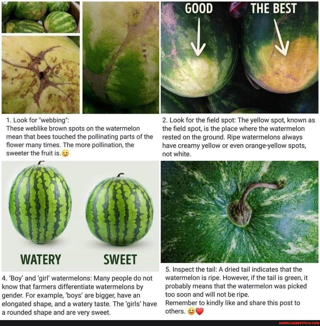 1. Look for "webbing" These weblike brown spots on the watermelon mean ...