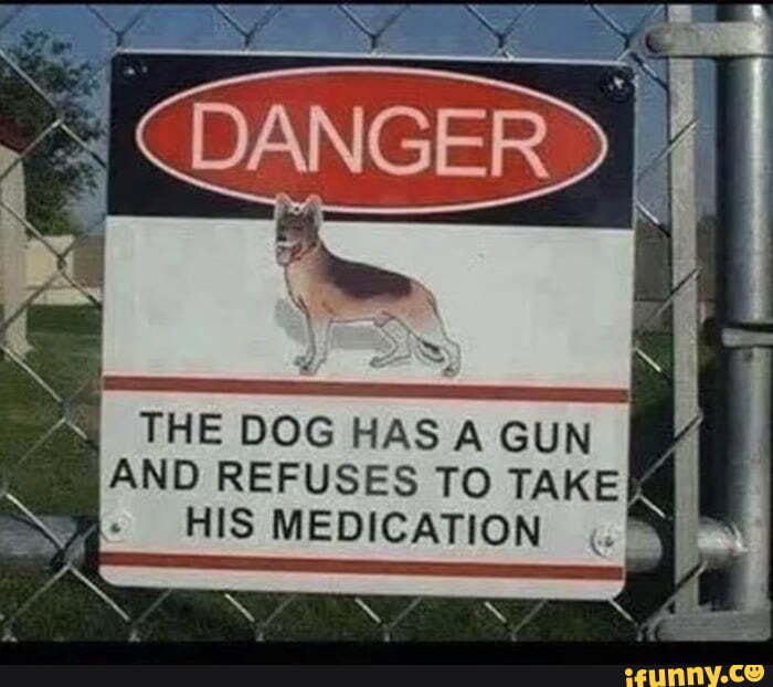 DANGER THE DOG HAS A GUN I AND REFUSES TO TAKE HIS MEDICATION - iFunny