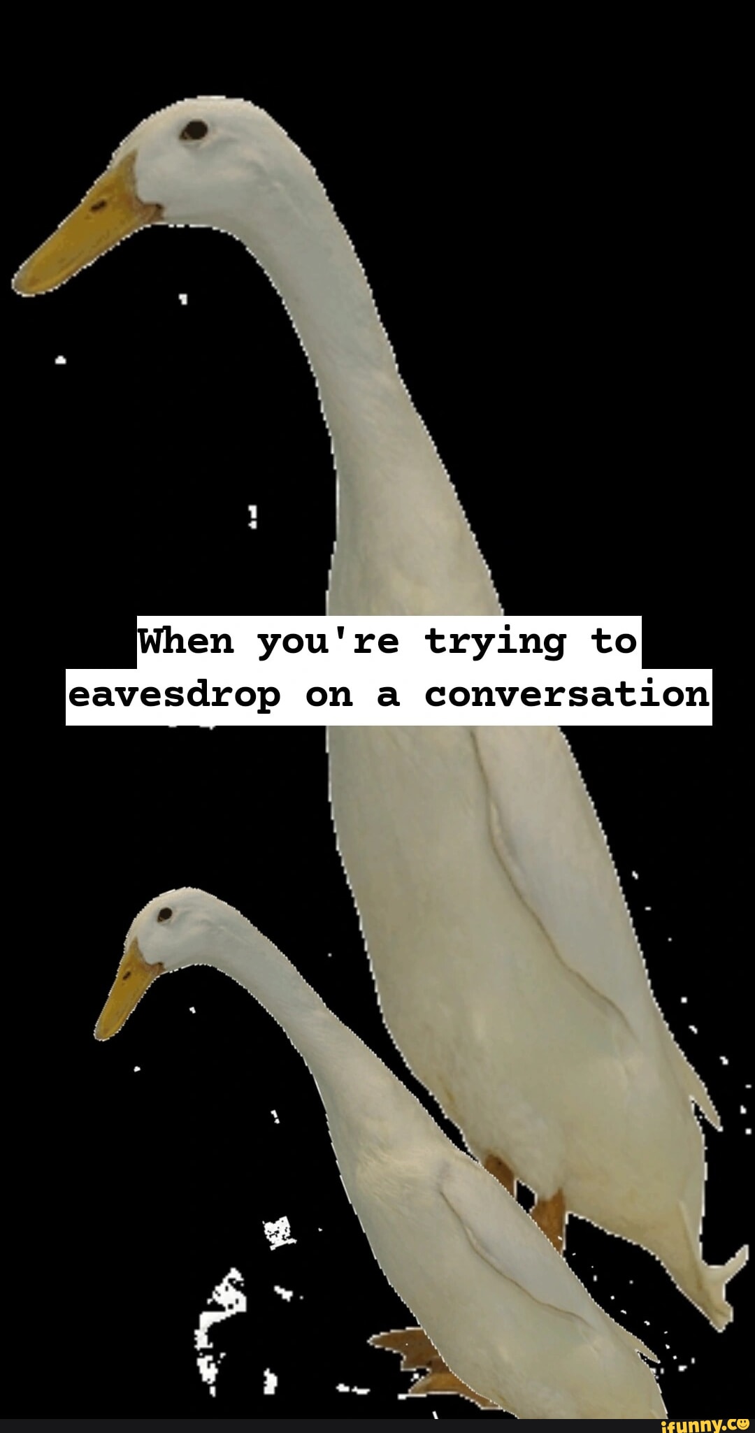 Eavesdrop memes. Best Collection of funny Eavesdrop pictures on iFunny