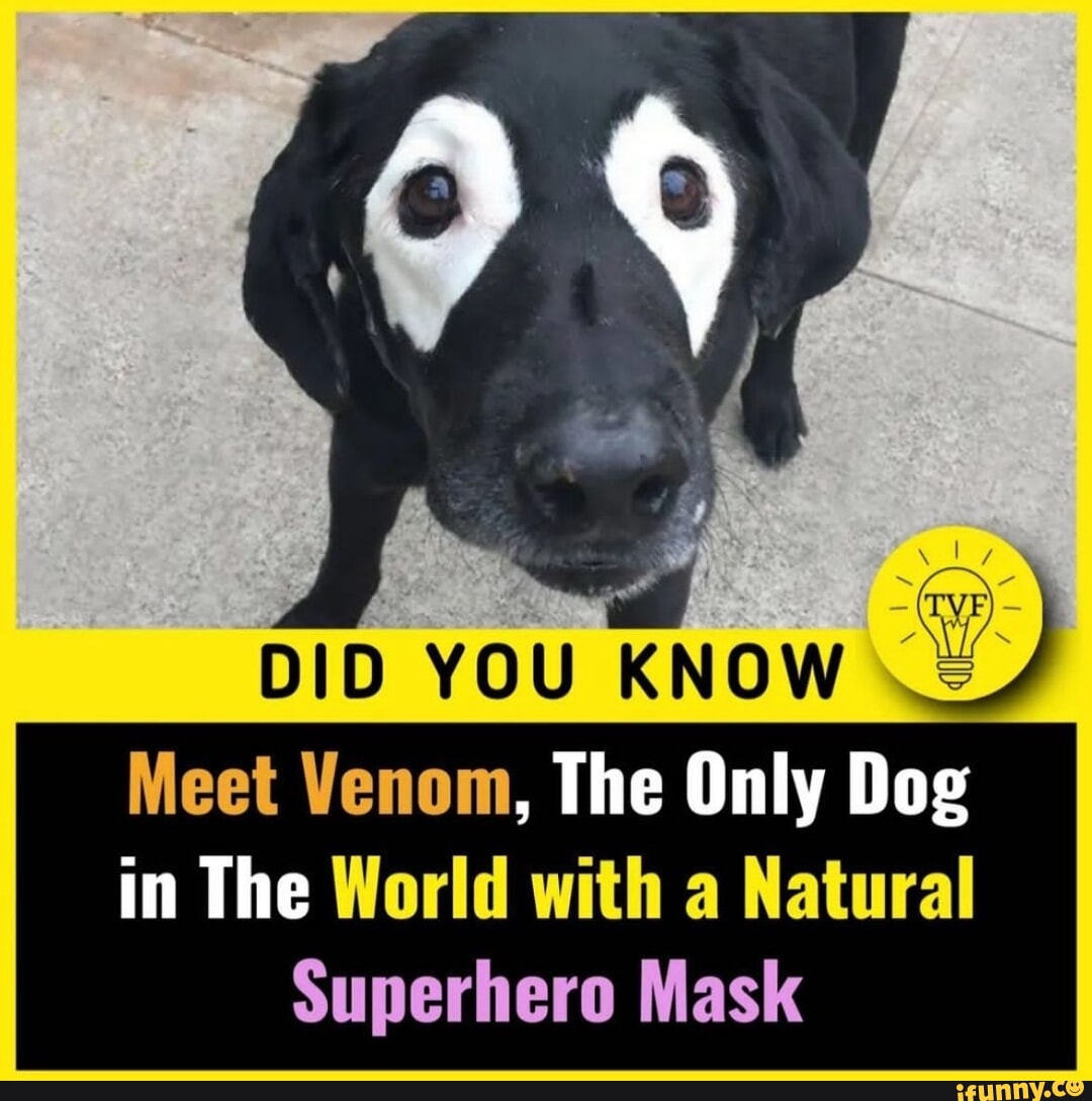 How Europeans see Americans - iFunny