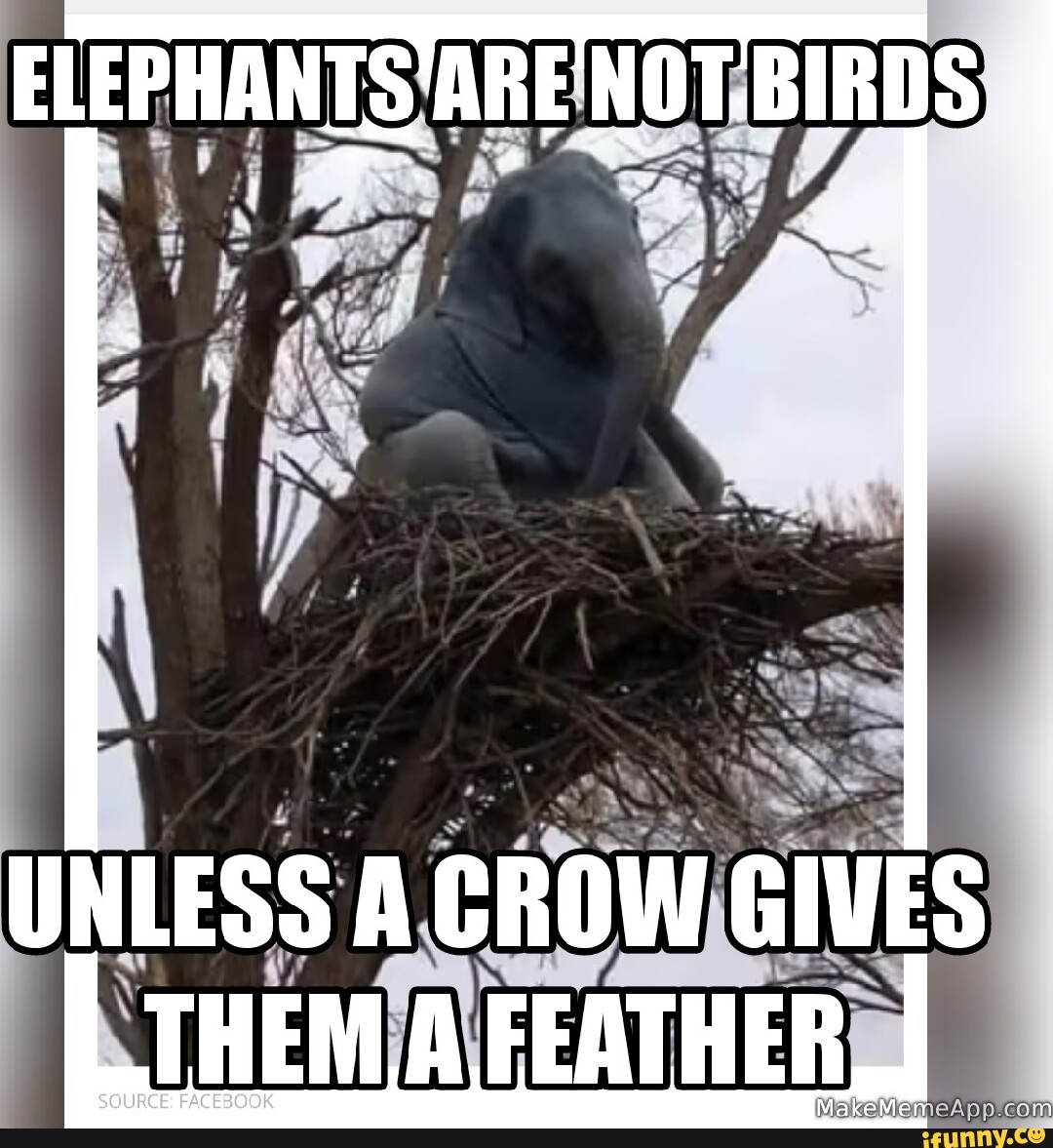 Elephants memes. Best Collection of funny Elephants pictures on iFunny