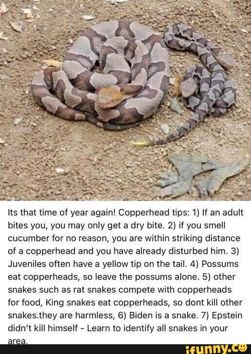 Copperhead memes. Best Collection of funny Copperhead pictures on iFunny