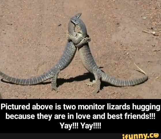 Pictured above is two monitor lizards hugging because they are in love ...