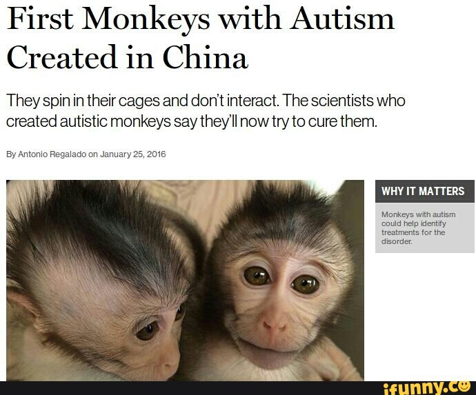 First Monkeys With Autism Created in China They spin in their cages and ...
