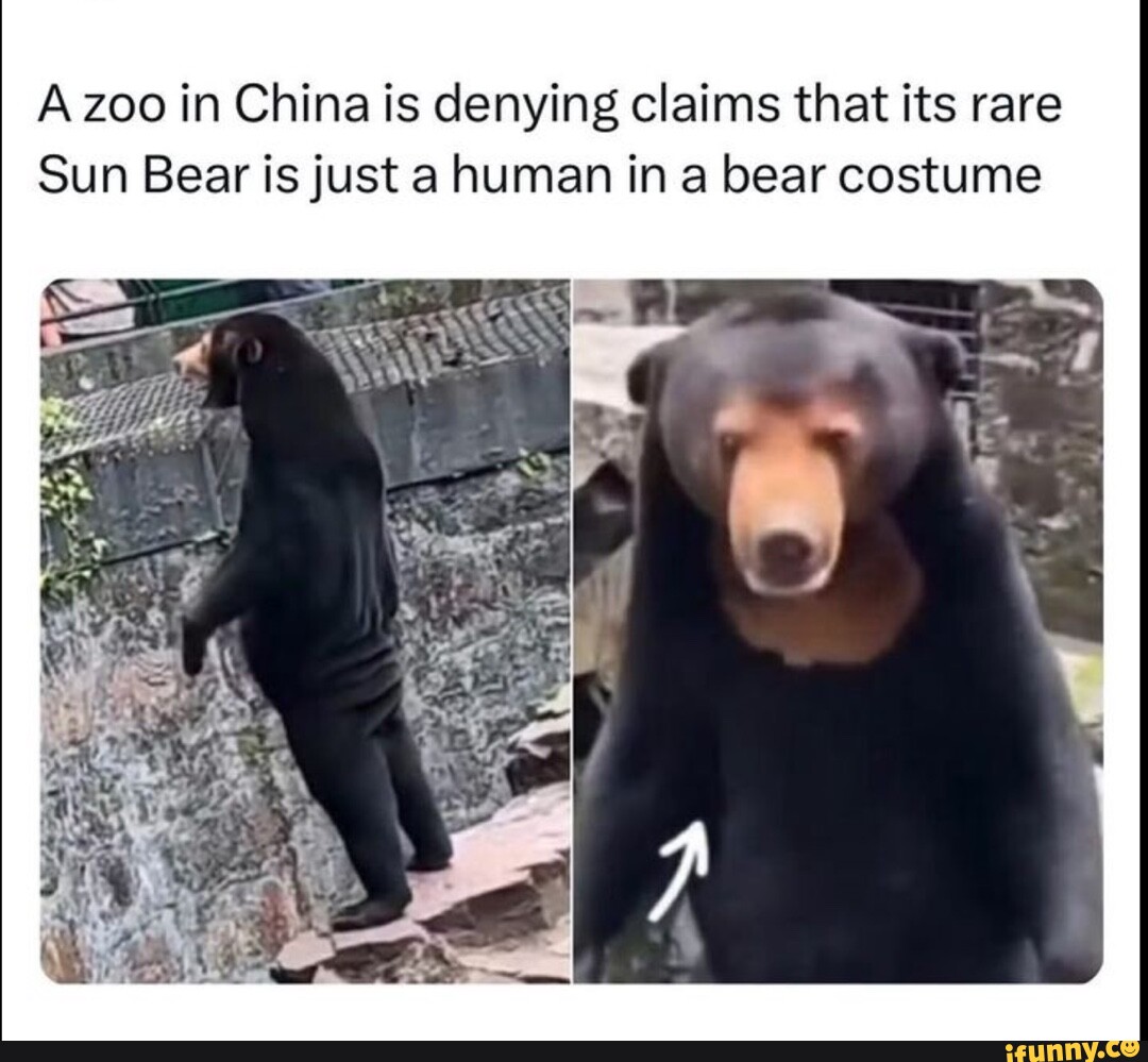 A zoo in China is denying claims that its rare Sun Bear is just a human ...