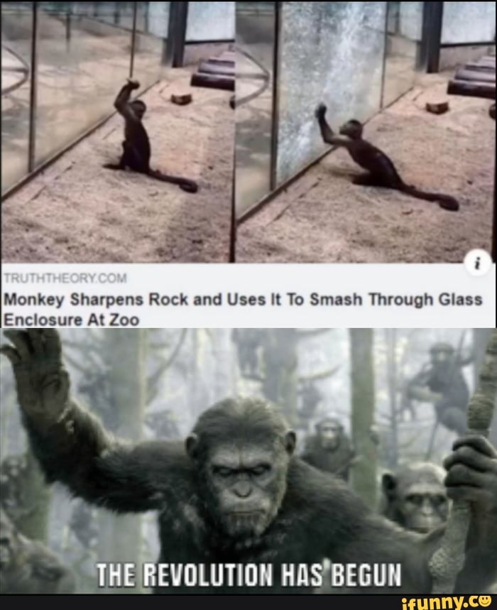 Monkey Sharpens Rock and Uses It To Smash Through Glass Enclosure At ...