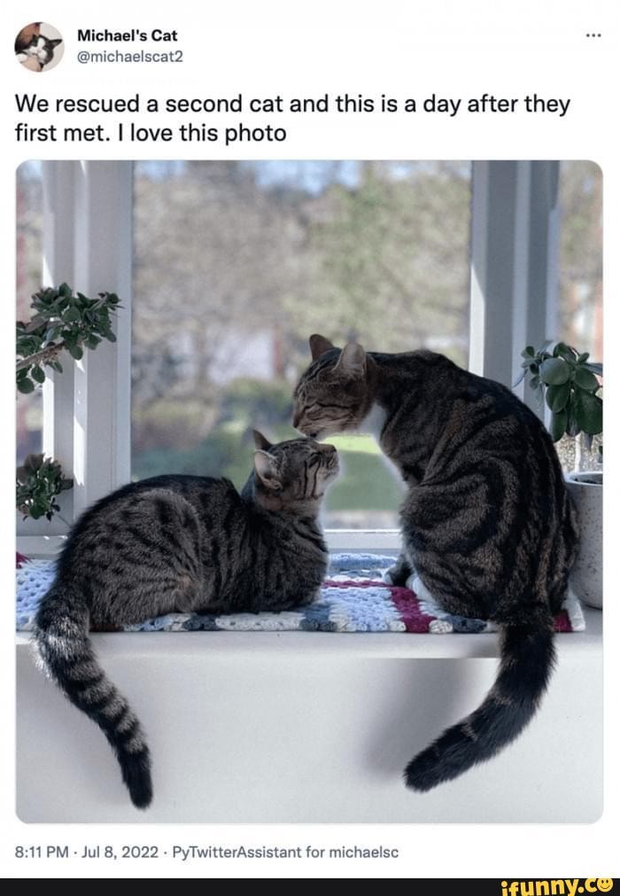 Siblingcats memes. Best Collection of funny Siblingcats pictures on iFunny