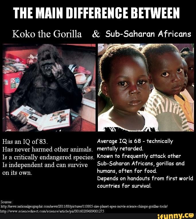 THE MAIN DIFFERENCE BETWEEN Koko the Gorilla & Sub-Saharan Africans Has ...