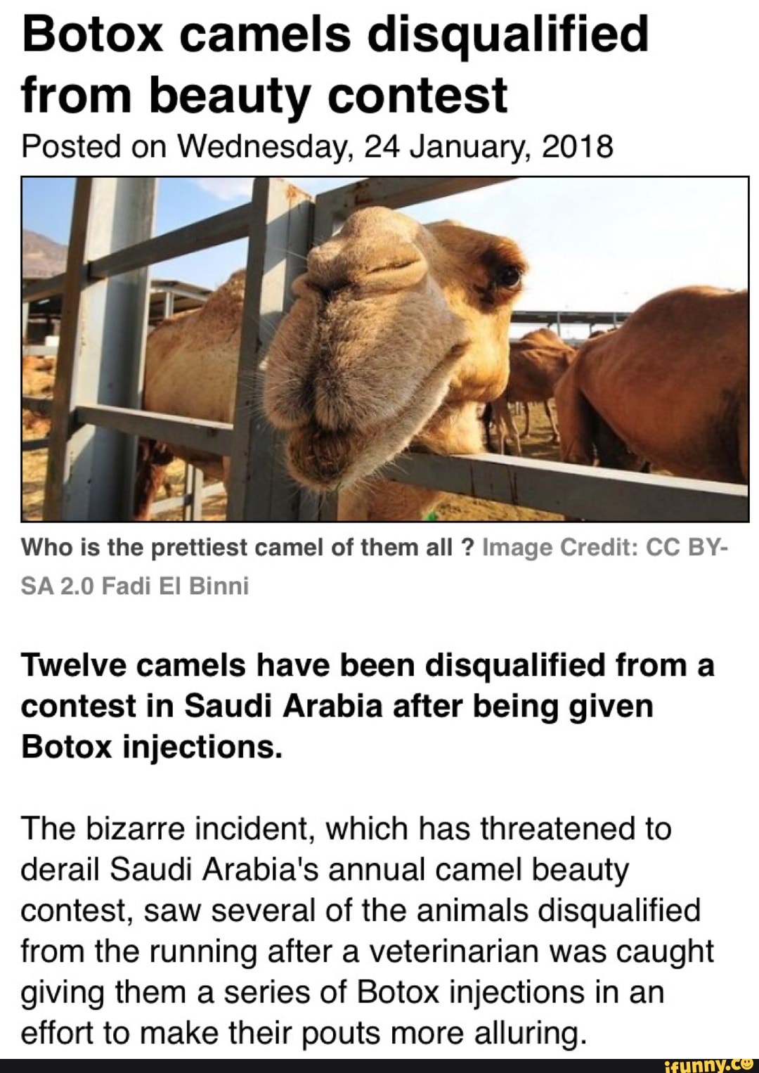 Botox camels disqualified from beauty contest Posted on Wednesday, 24 ...