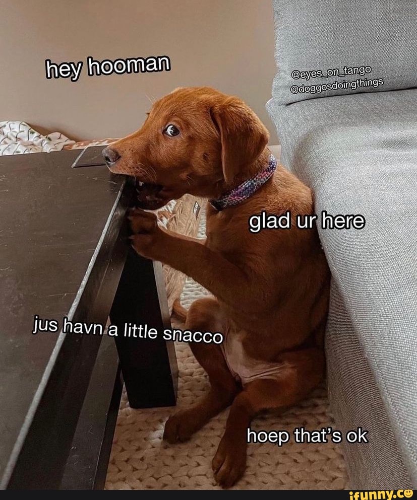 Hey hooman glad ur here JUS havn a little snacco hoep that's ok - iFunny