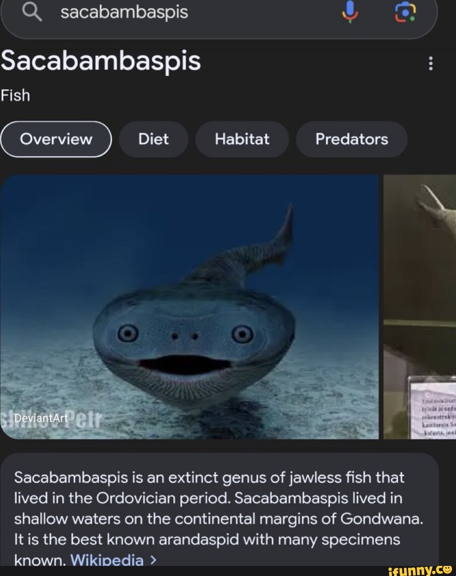 Sacabambaspis memes. Best Collection of funny Sacabambaspis pictures on iFunny