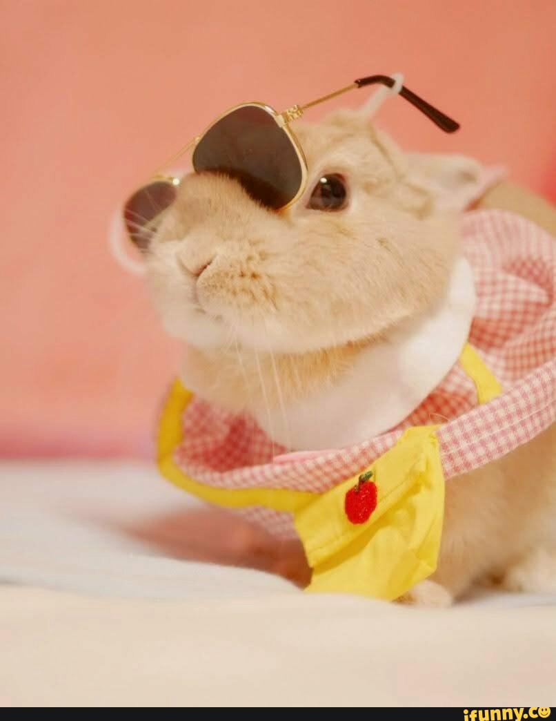 Bnnuy memes. Best Collection of funny Bnnuy pictures on iFunny