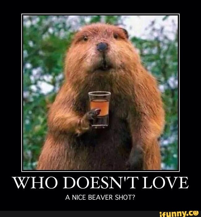 WHO DOESN'T LOVE A NICE BEAVER SHOT? - iFunny