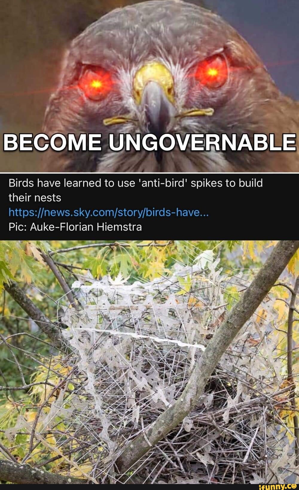 Nests memes. Best Collection of funny Nests pictures on iFunny