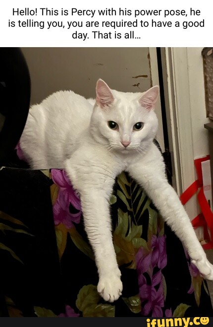 Hello! This is Percy with his power pose, he is telling you, you are ...