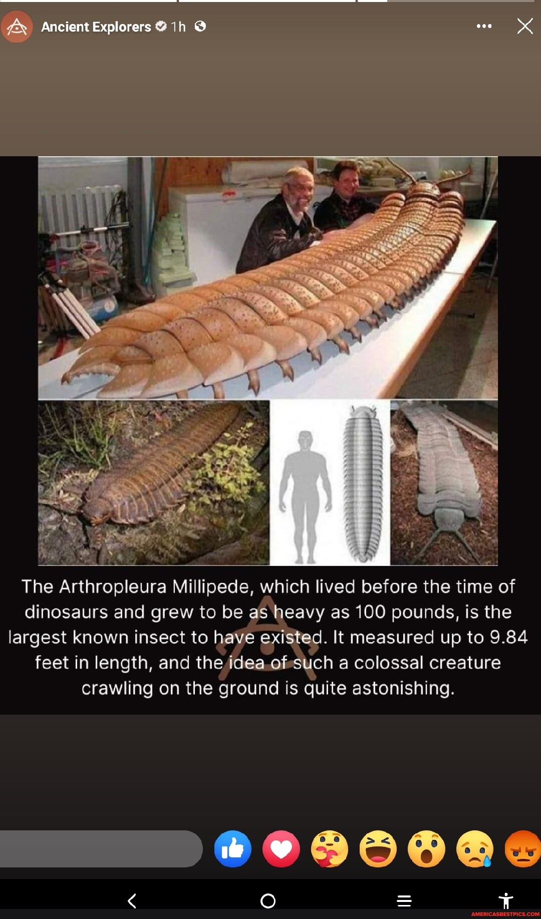 Ancient Explorers @ @ The Arthropleura Millipede, which lived before ...