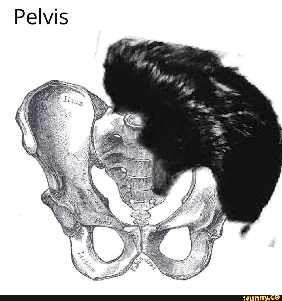 Pelvis memes. Best Collection of funny Pelvis pictures on iFunny