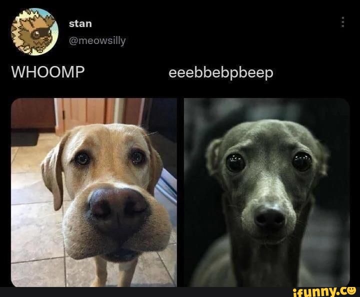 Whoomp memes. Best Collection of funny Whoomp pictures on iFunny
