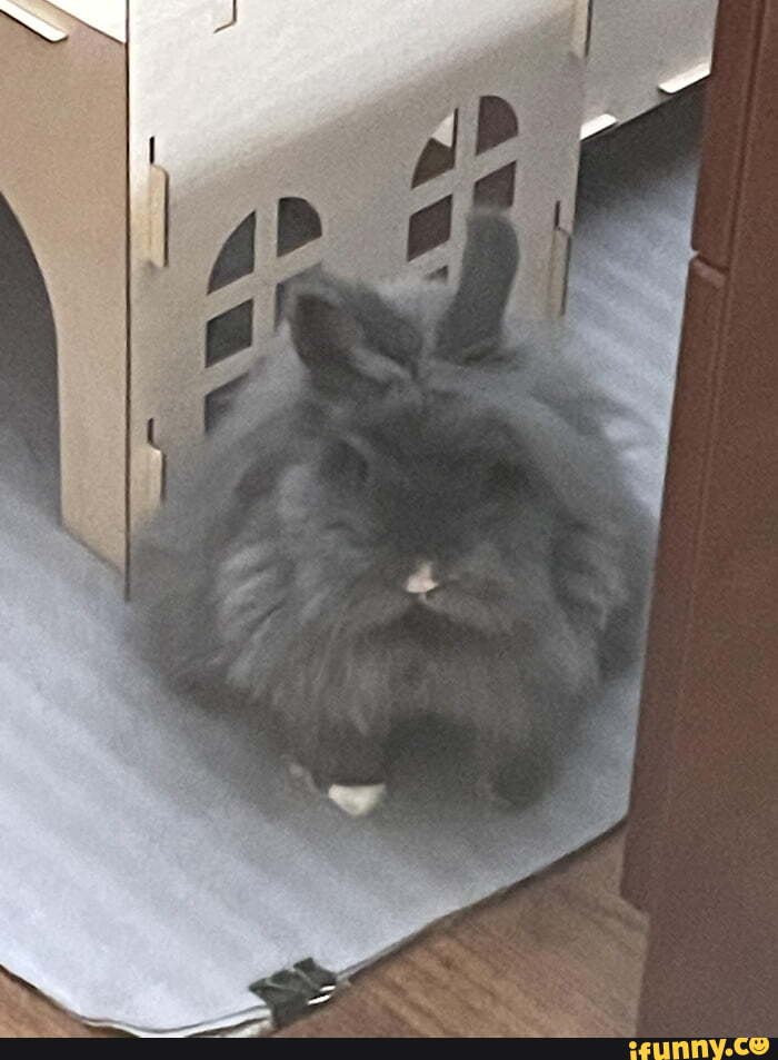 Angora_rabbit memes. Best Collection of funny Angora_rabbit pictures on ...