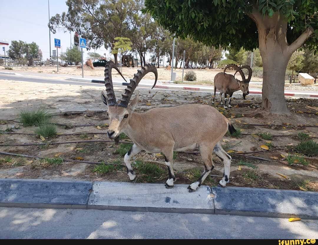 Ibex memes. Best Collection of funny Ibex pictures on iFunny