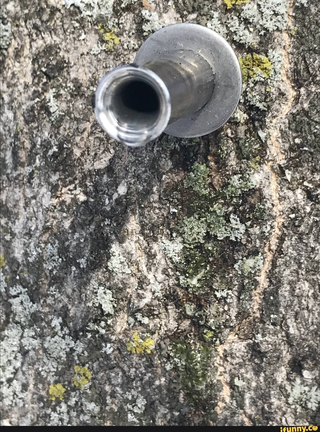 Maple_syrup memes. Best Collection of funny Maple_syrup pictures on iFunny