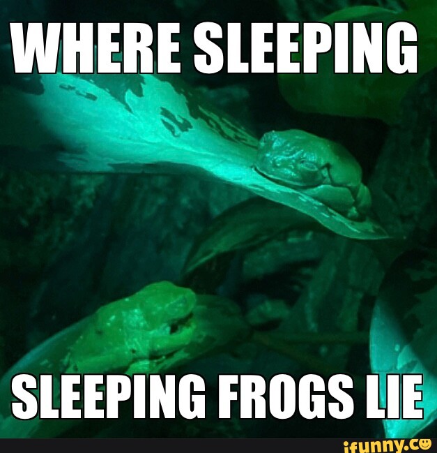 WHERE SLEEPING SLEEPING FROGS LIE - iFunny