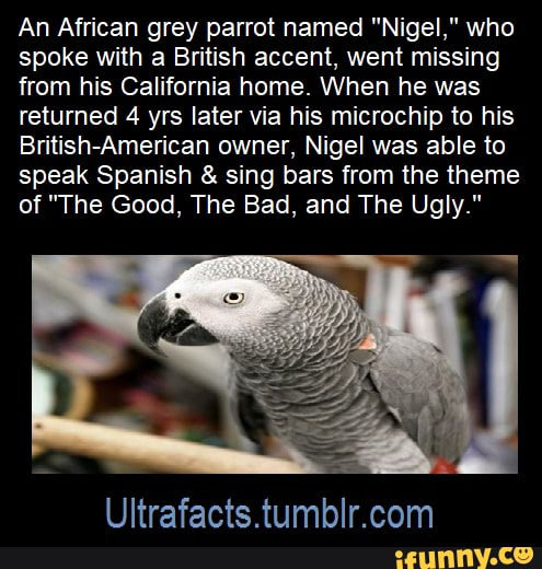 An African grey parrot named "Nigel." who spoke with a British accent ...