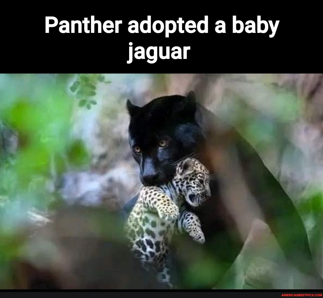 Panther adopted a baby jaguar - America’s best pics and videos