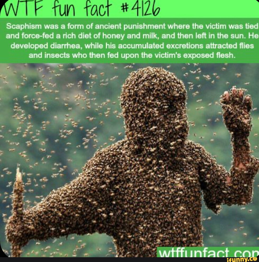 Scaphism was a form of ancient punishment where the victim was tied WW ...