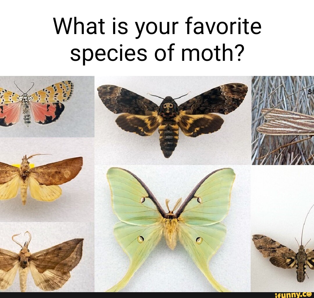 Moths memes. Best Collection of funny Moths pictures on iFunny