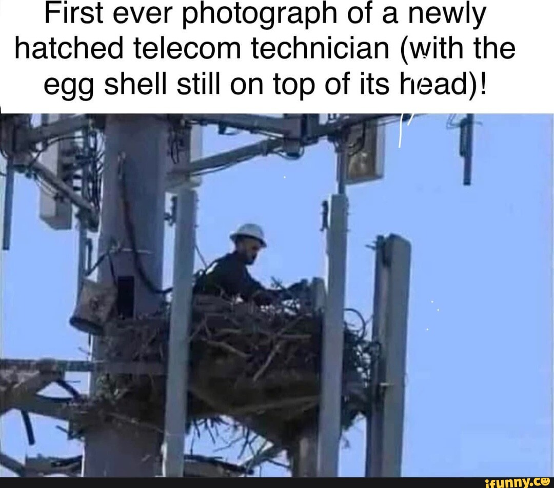 First ever photograph of a newly hatched telecom technician (with the ...
