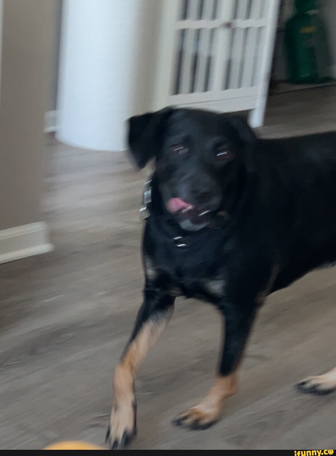 Sog memes. Best Collection of funny Sog pictures on iFunny