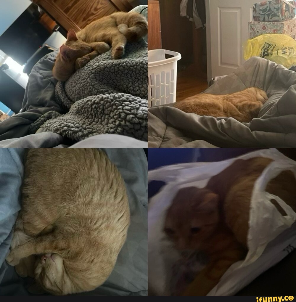 My orange cat - iFunny