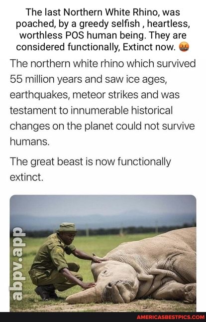 The last Northern White Rhino, was poached, by a greedy selfish ...